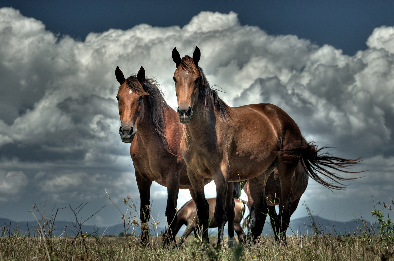 A cavallo - Parco Maremma