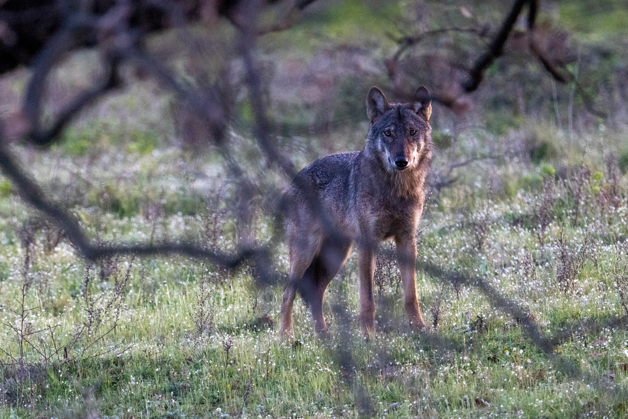 Il ritorno del lupo - Parco Maremma