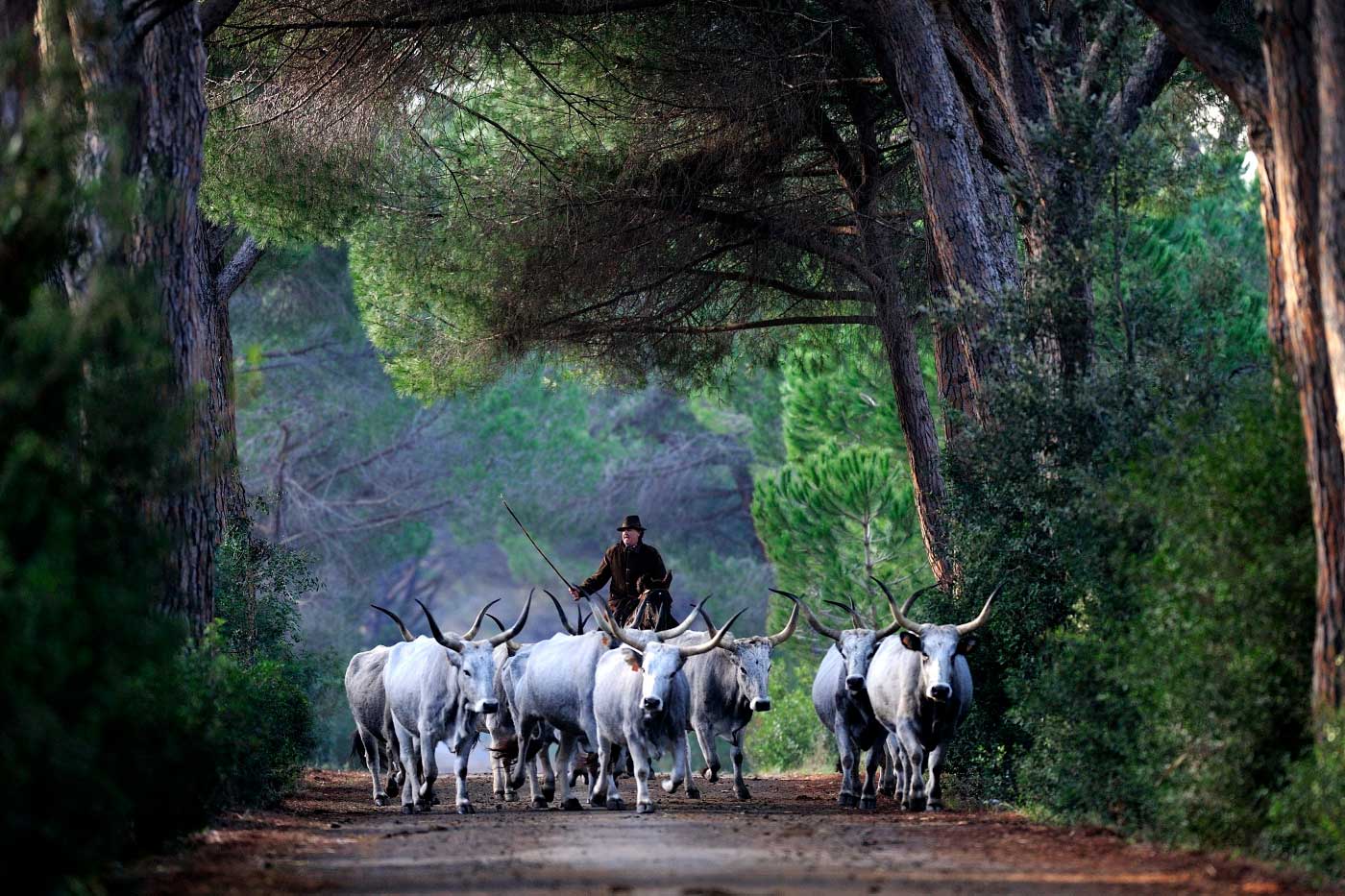 The breeding of Maremma cattle - Parco Maremma