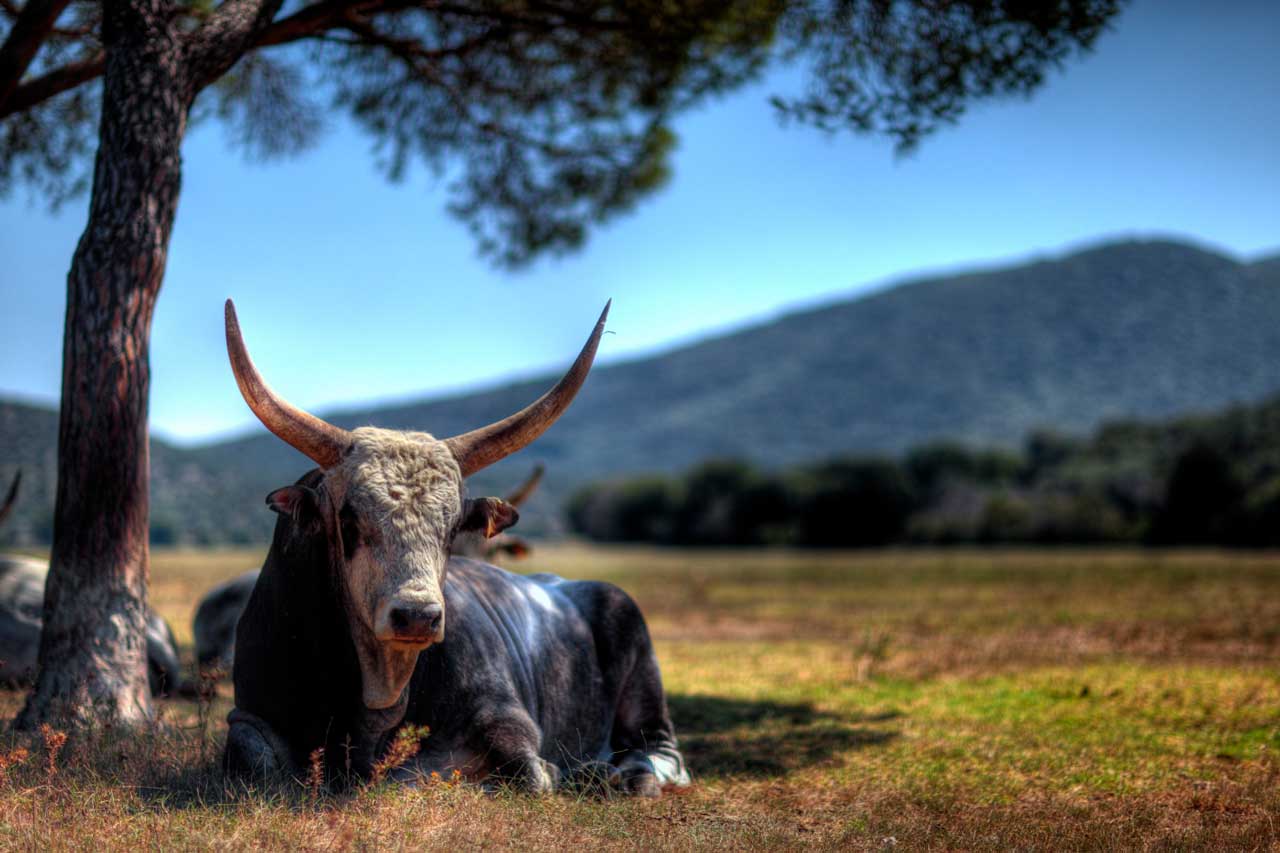 The breeding of Maremma cattle - Parco Maremma