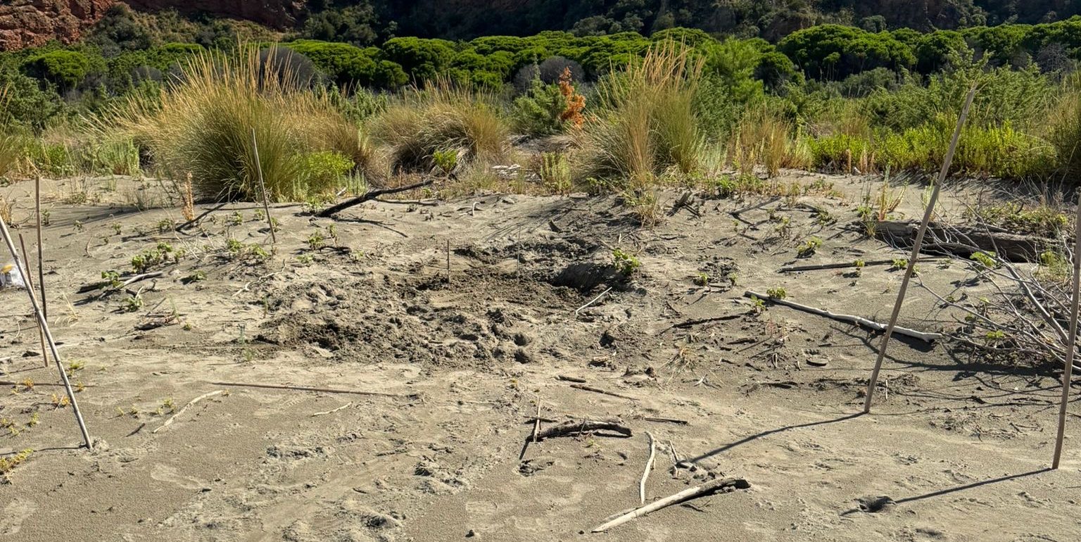 La tartaruga marina (Caretta caretta) nidifica a Cala Rossa, sulle ...